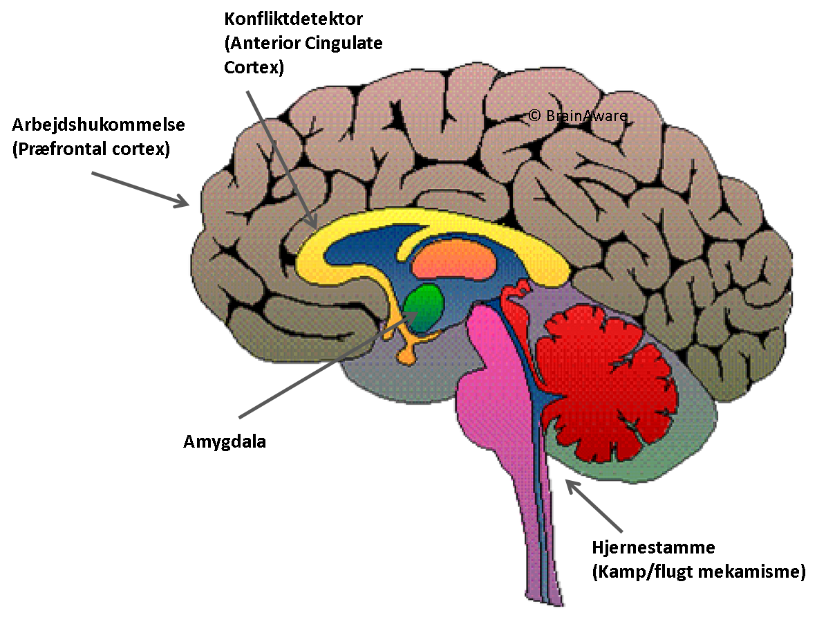 Forstå hjernen og led klogere - lederweb